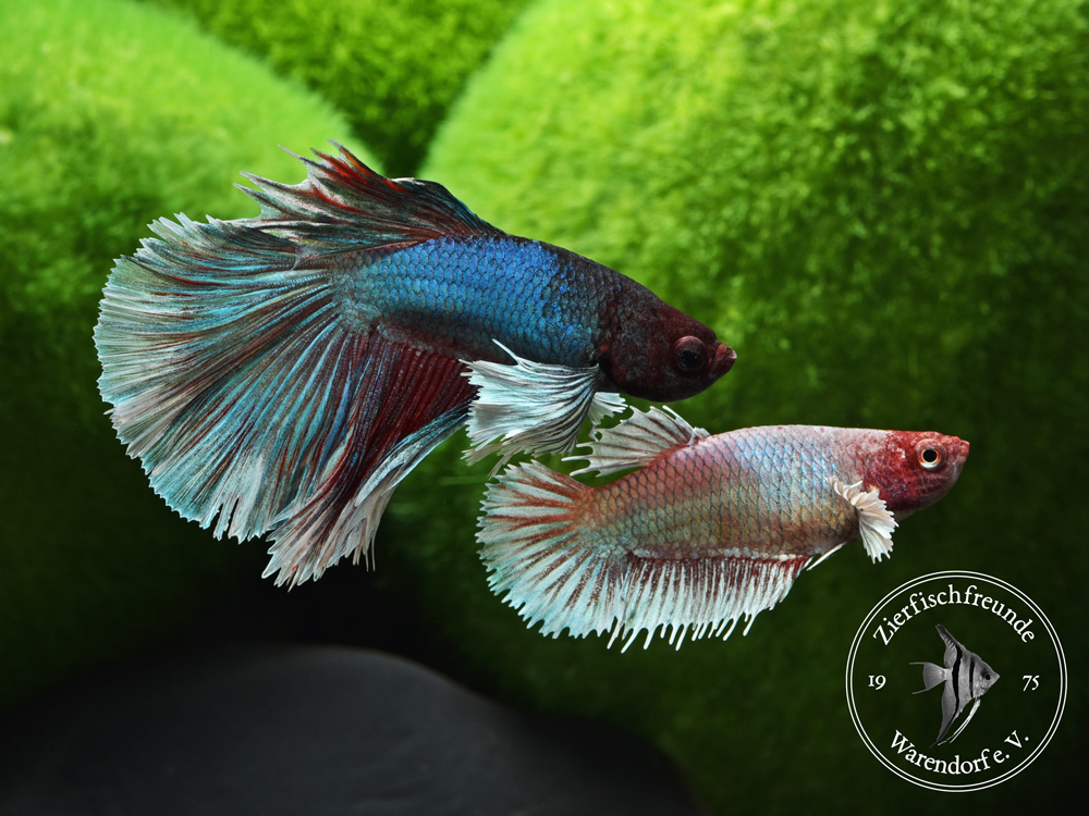 Siamesischer Kampffisch